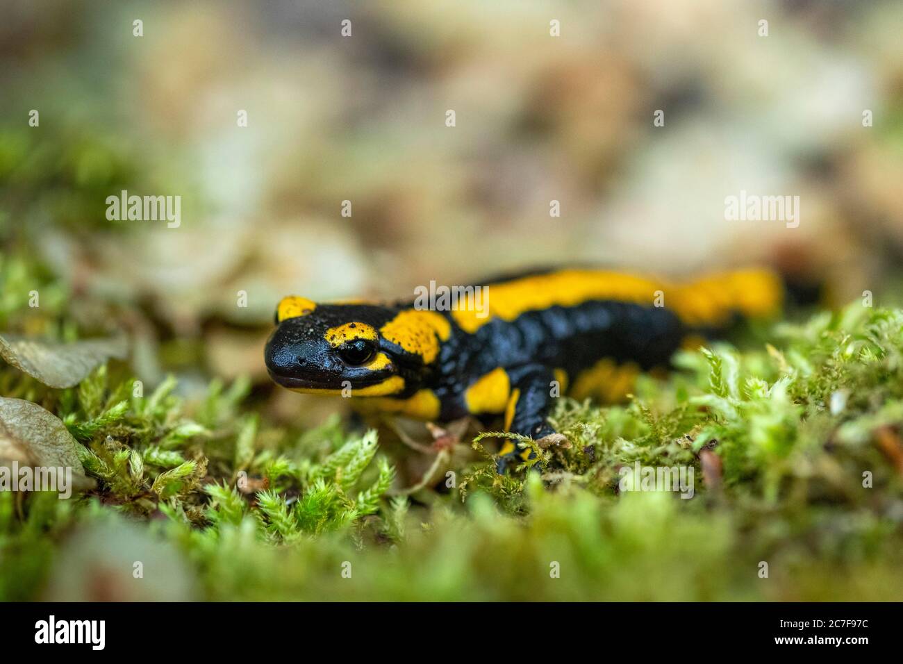 Fire salamander (Salamandra salamandra) on moss, Hesse, Germany Stock ...