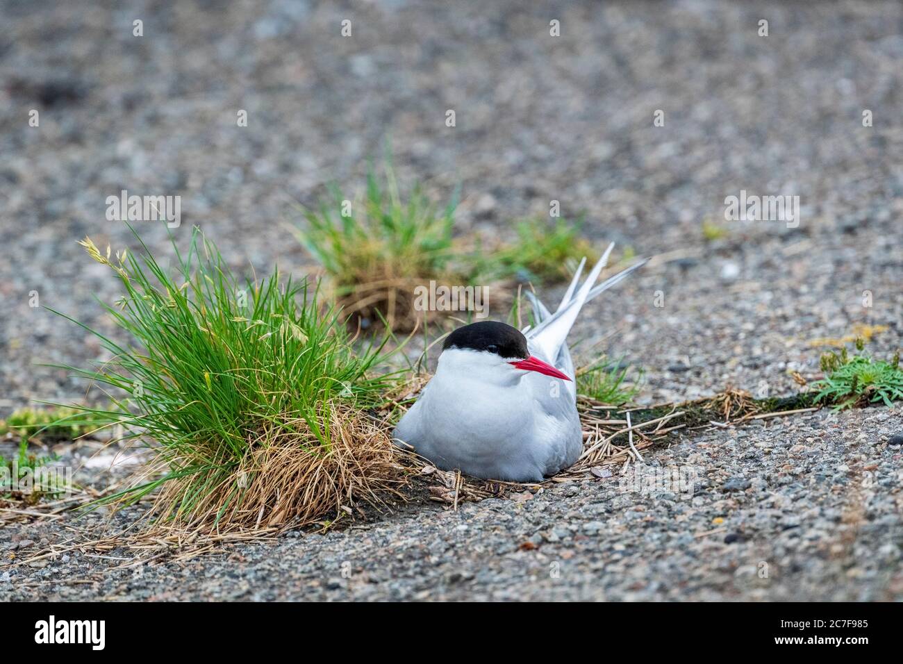 Arctic tern (Sterna paradisaea) breeding on a tar surface, Eidersperrwerk, Toenning, Schleswig ...