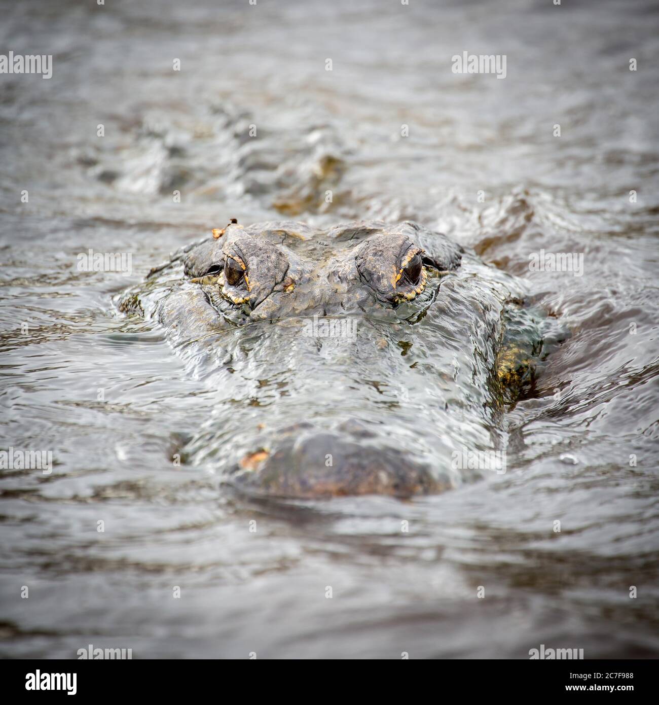 Alligator looking from water hi-res stock photography and images - Alamy