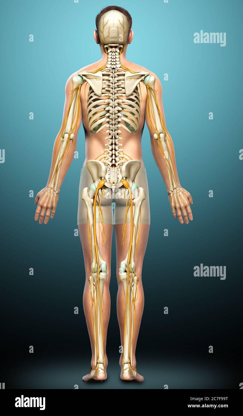 3d rendered medically accurate illustration of the nervous system and ...