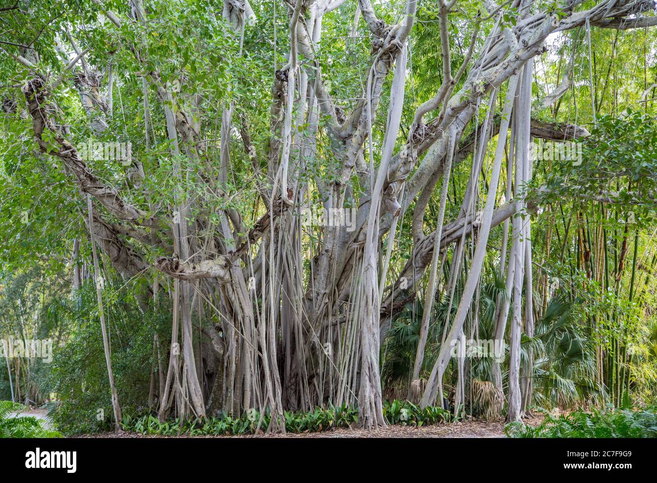 Banyan tree (Ficus benghalensis), aerial roots, Garden of the Ringling ...