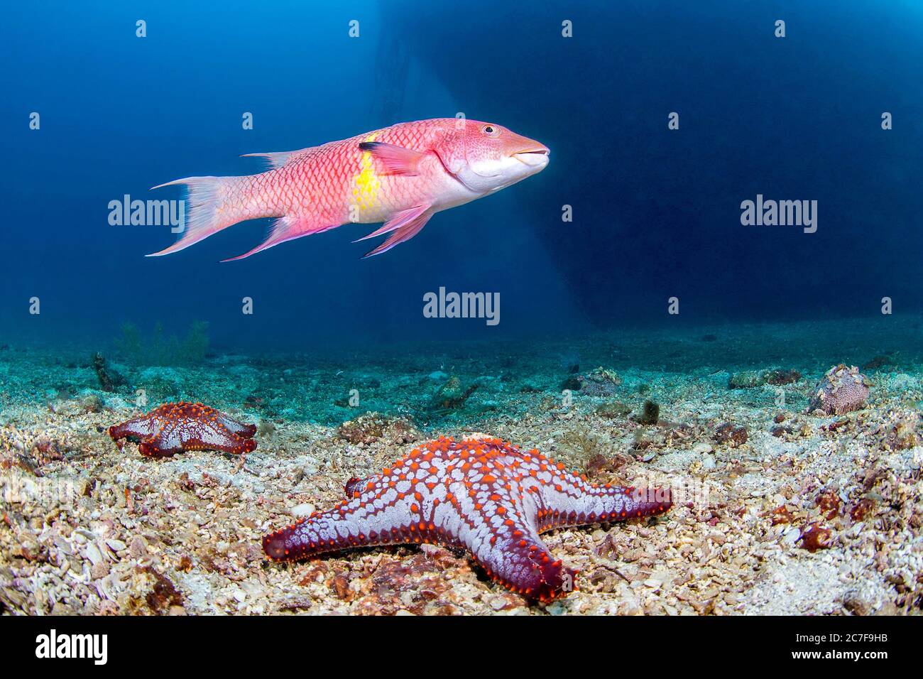 Seastar hi-res stock photography and images - Alamy