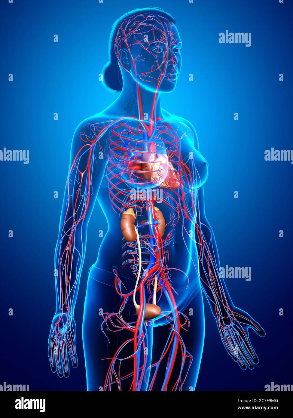 3d rendered, medically accurate illustration of the female kidneys and ...