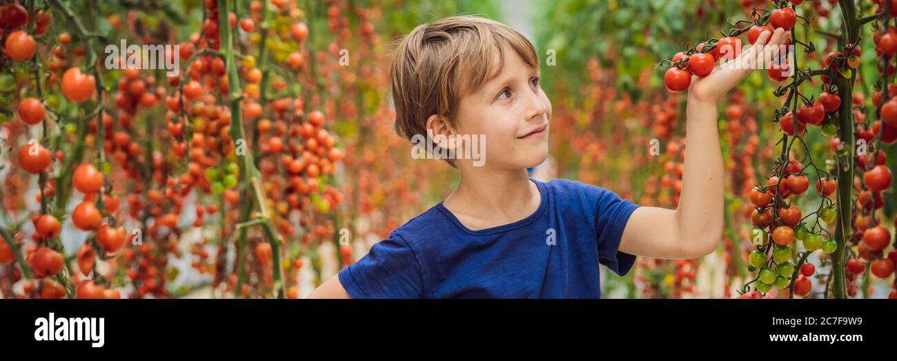 Portrait of Cute little boy holding fresh tomatoes harvest in his hands ...
