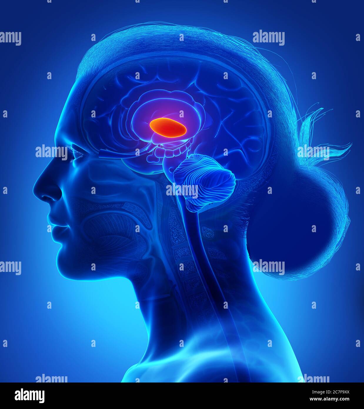 3d rendered medically accurate illustration of a female brain anatomy ...