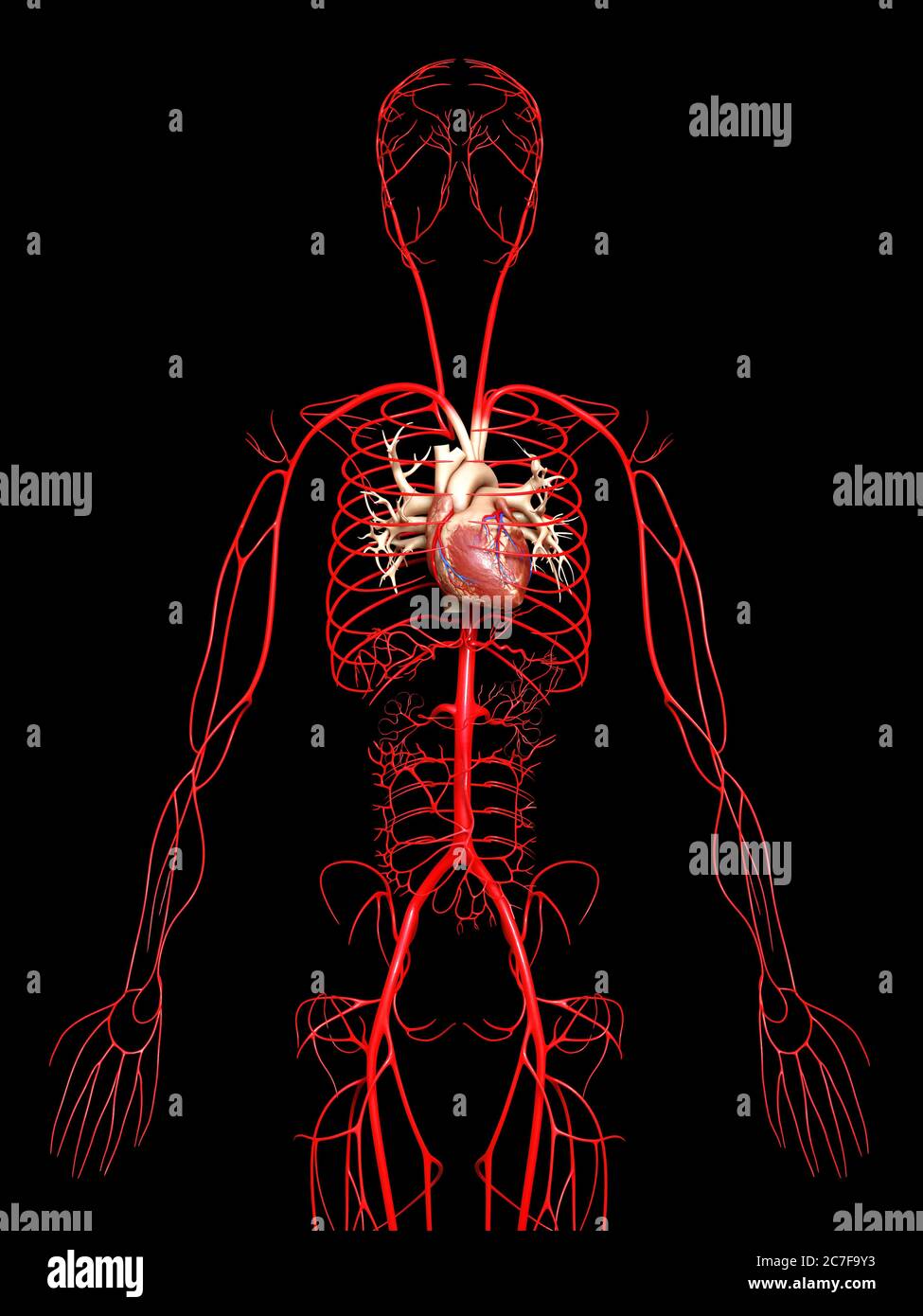 3d rendered medically accurate illustration of arteries Stock Photo - Alamy