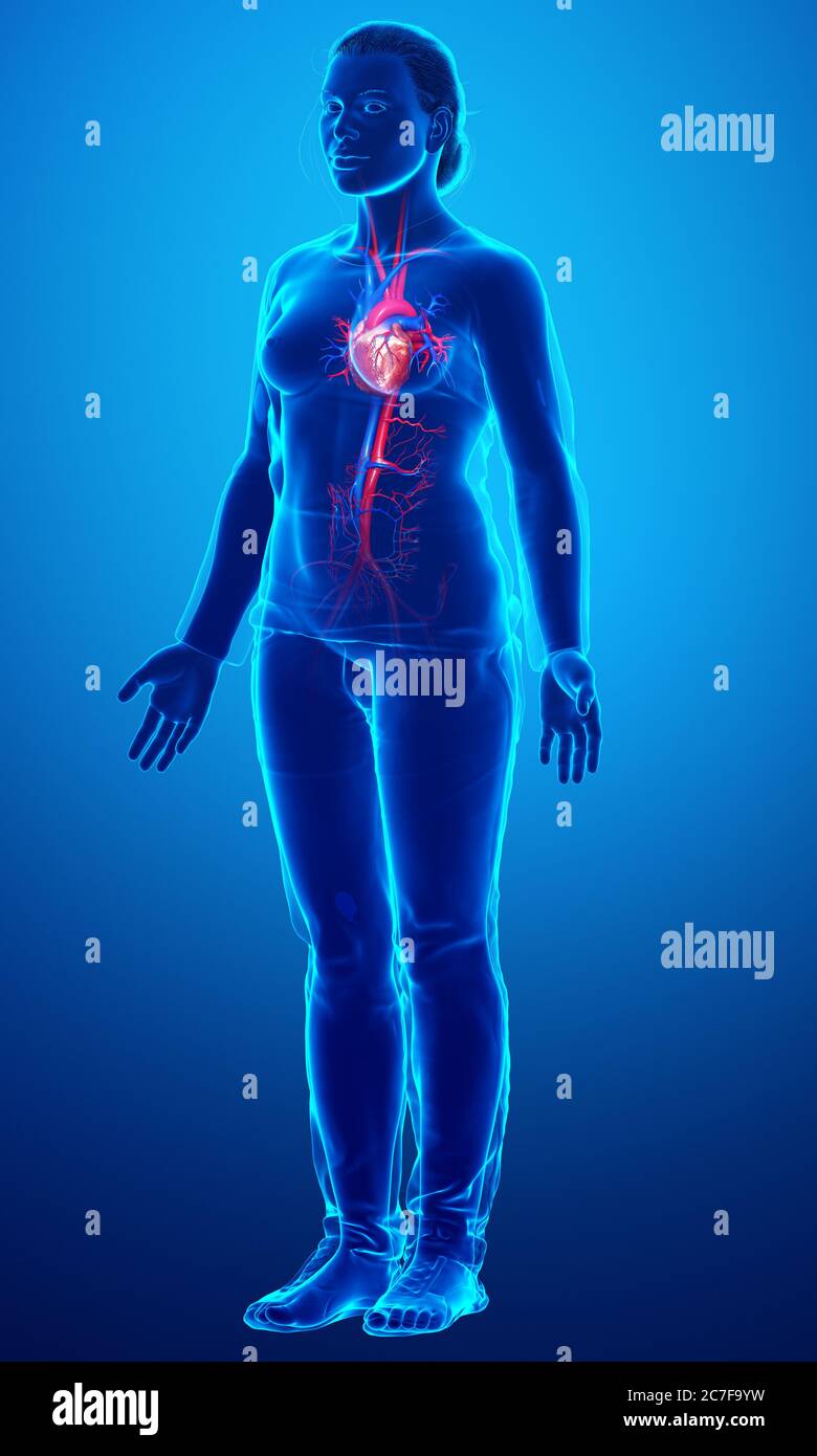 3d rendered medically accurate illustration of Female heart Stock Photo ...