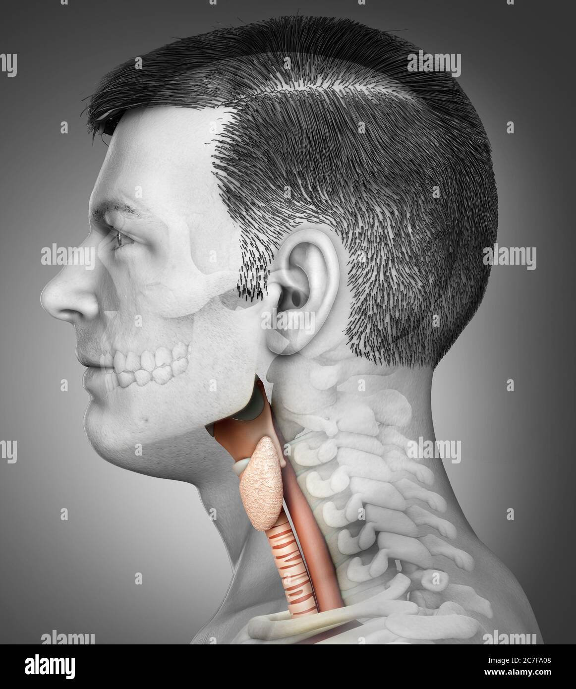Larynx anatomy hi-res stock photography and images - Alamy