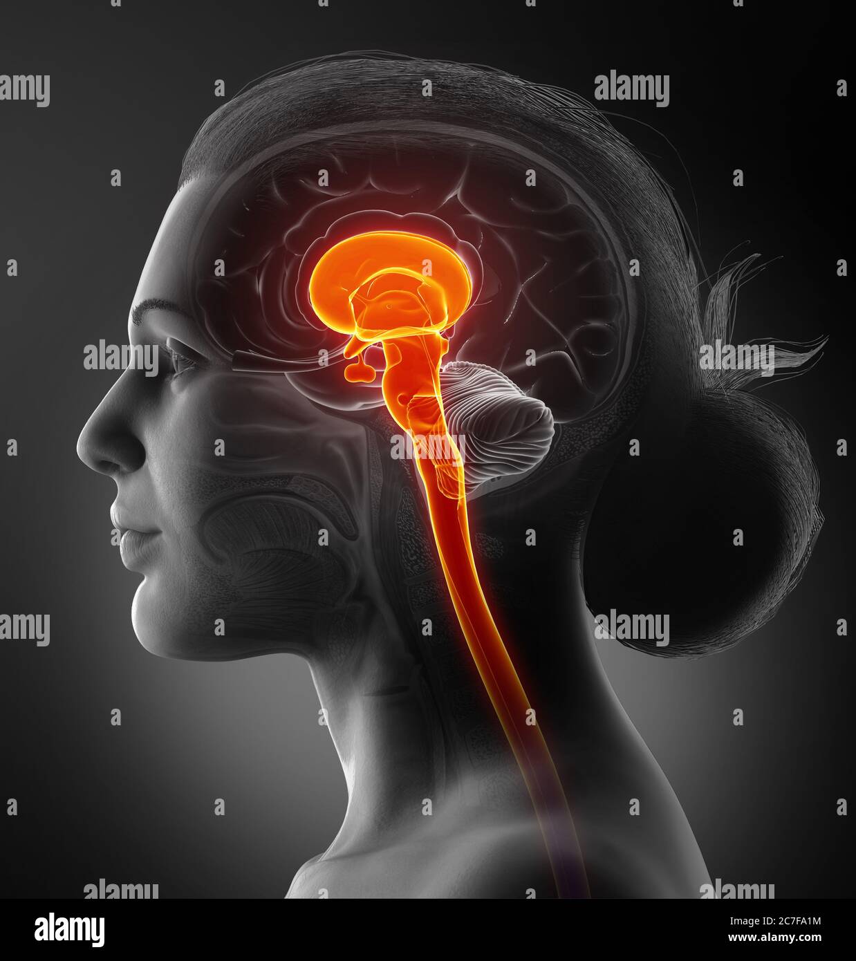 3d rendered medically accurate illustration of the interior brain ...