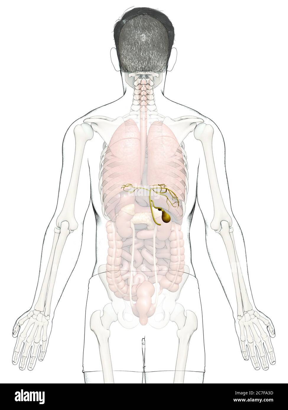 3d rendered medically accurate illustration of male Organs Gallbladder ...