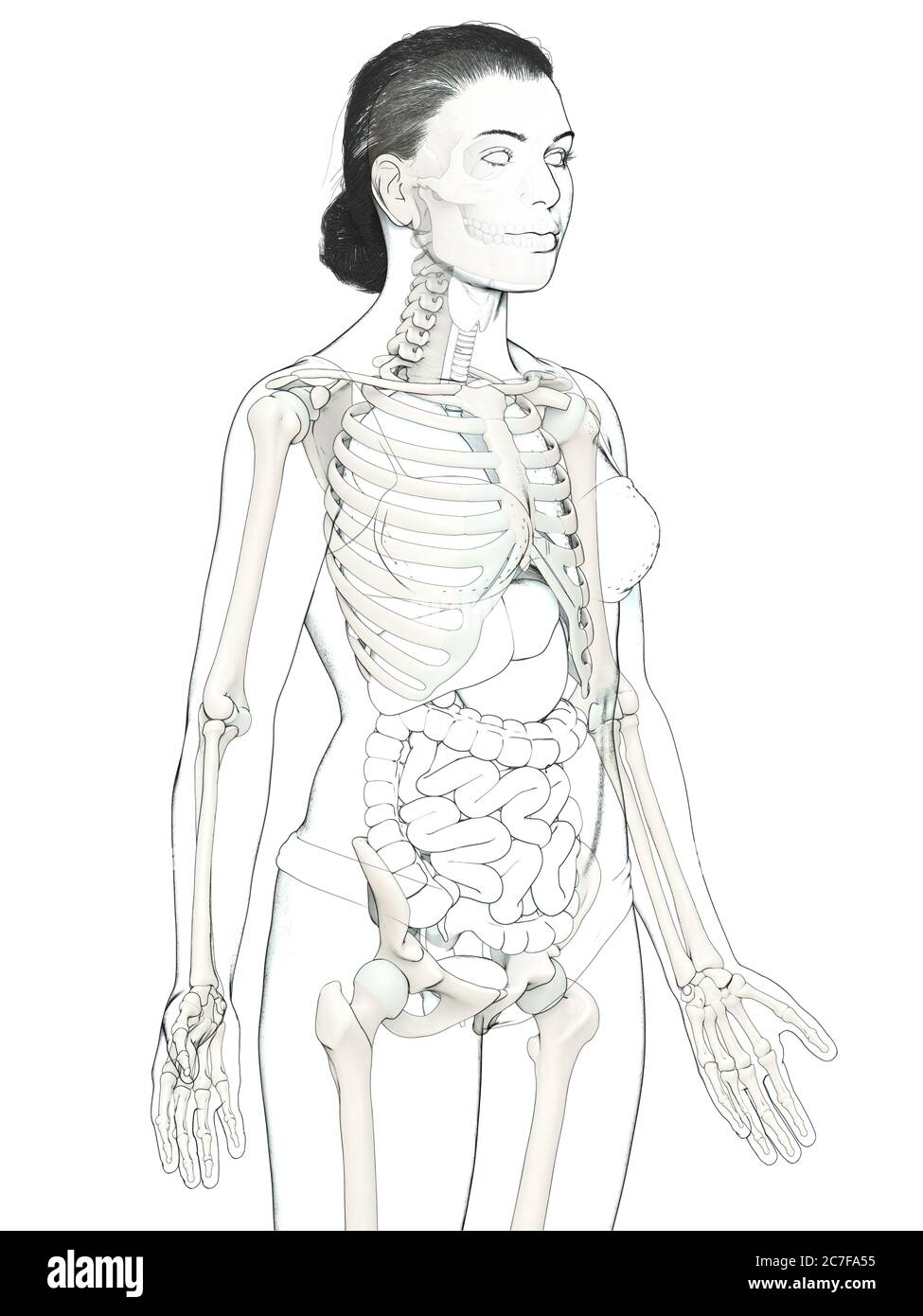 3d rendered, medically accurate illustration of a female skeleton ...