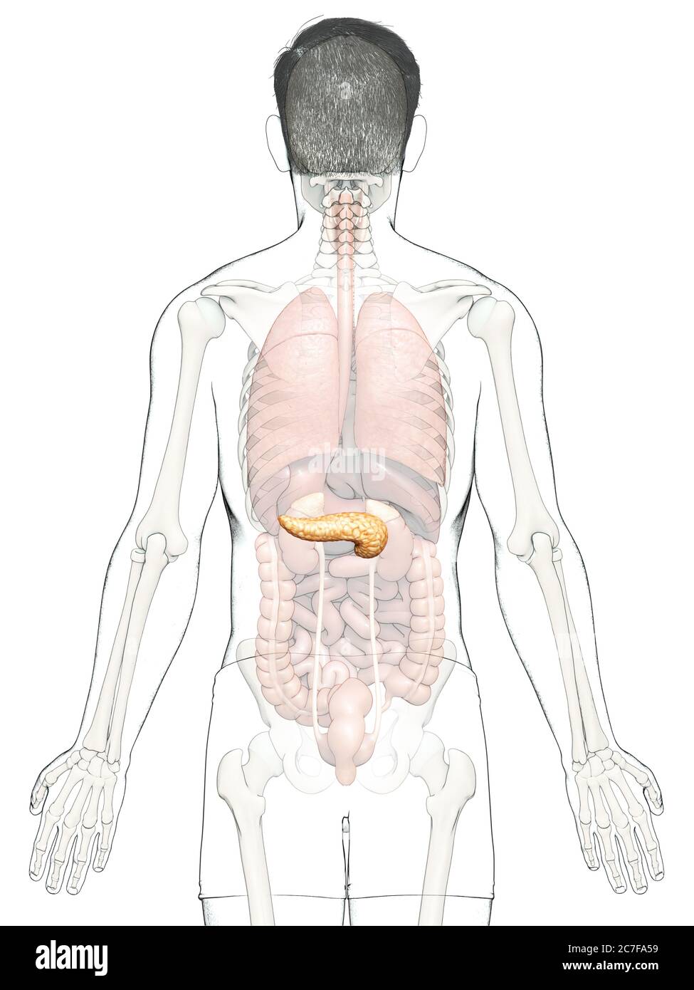3d rendered, medically accurate illustration of a male pancreas Stock ...