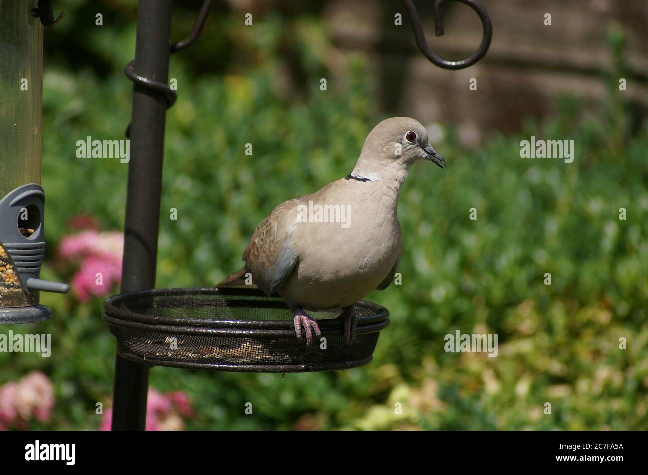 Dove in a feeder hi-res stock photography and images - Alamy