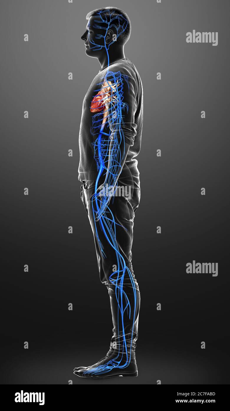 3d rendered medically accurate illustration of a male Veins anatomy ...