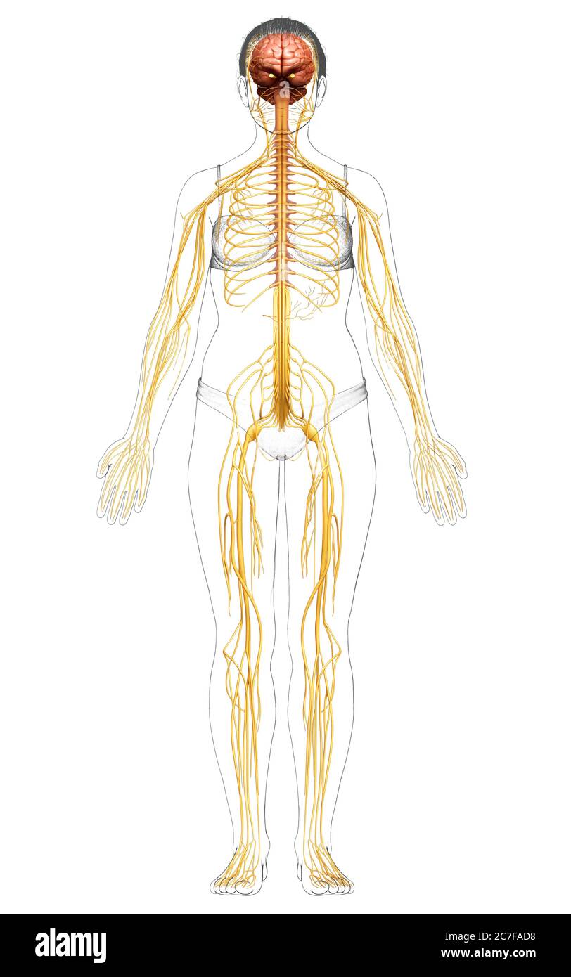 3d rendered medically accurate illustration of a female nervous system ...