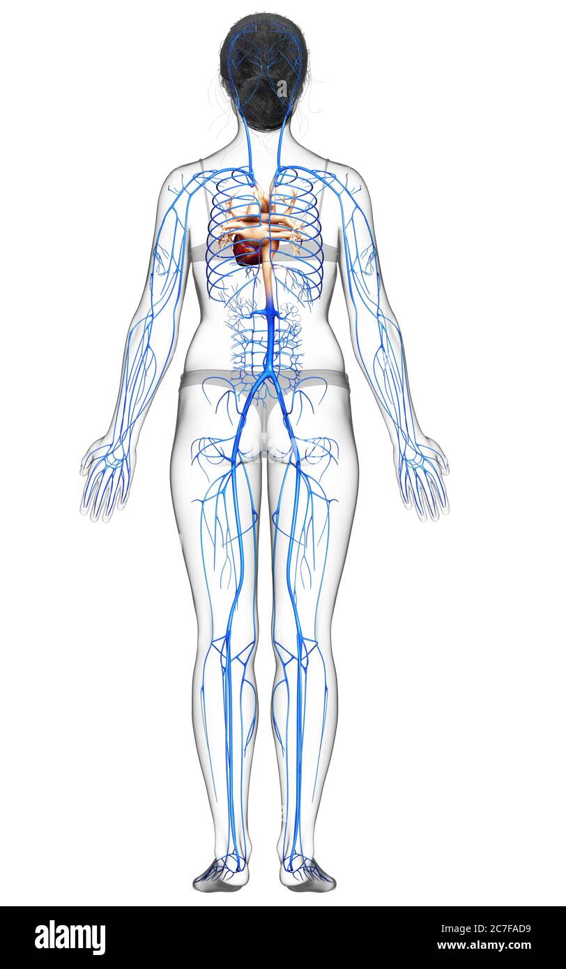 3d rendered medically accurate illustration of a female Veins anatomy ...
