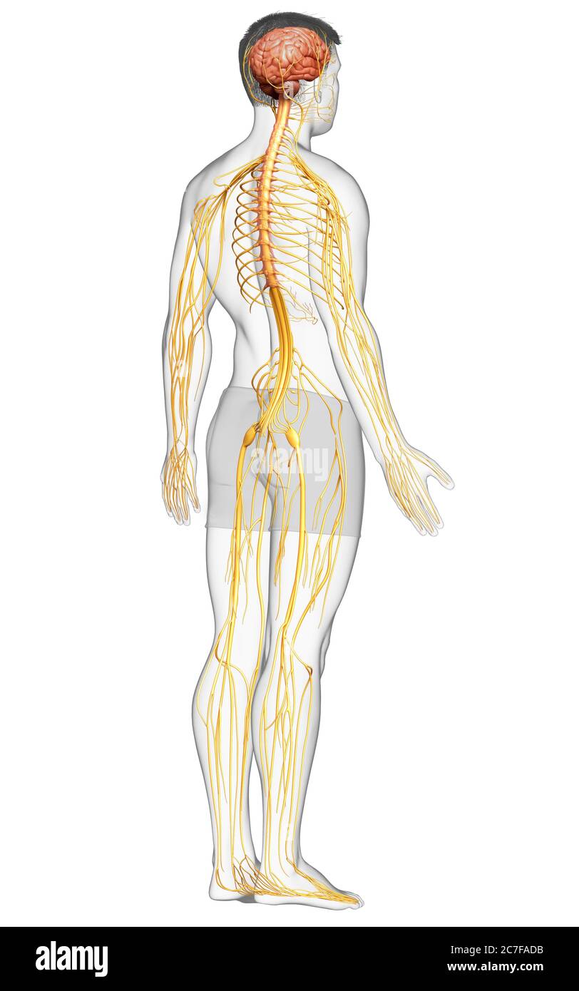 3d rendered medically accurate illustration of a male nervous system ...