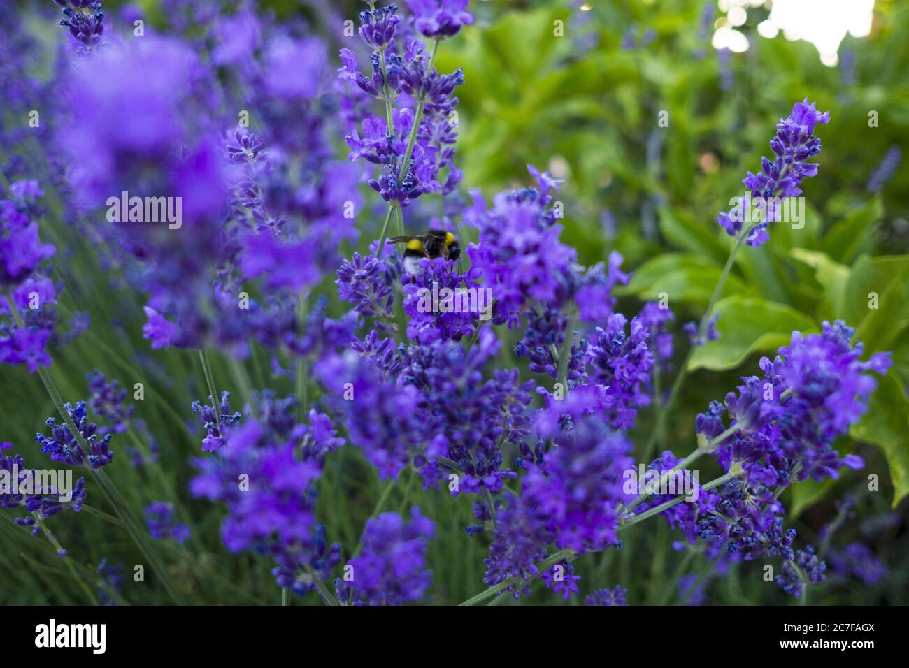 Lavandula pinnata pinnata hi-res stock photography and images - Alamy