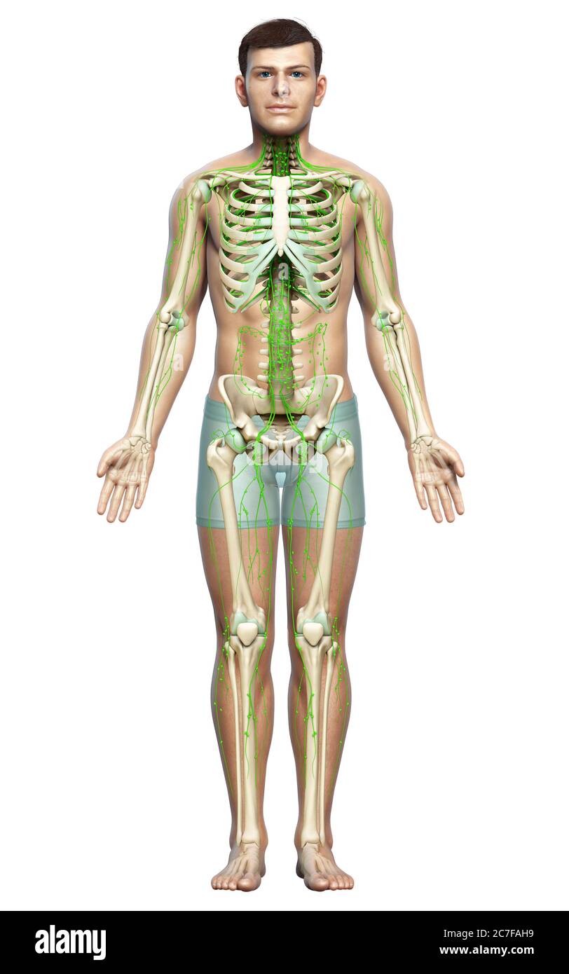 3d rendered medically accurate illustration of a male lymphatic system ...
