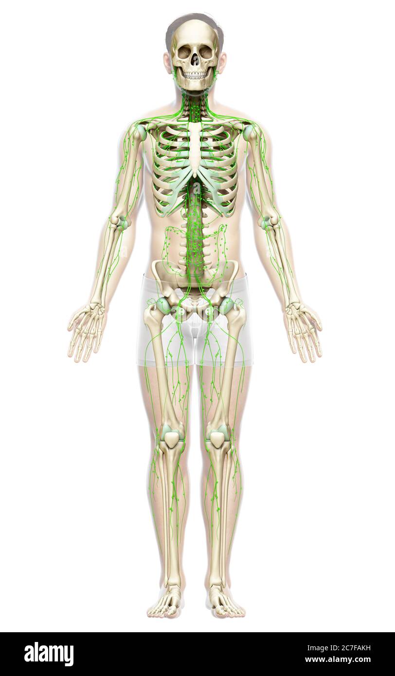 3d rendered medically accurate illustration of a male lymphatic system ...