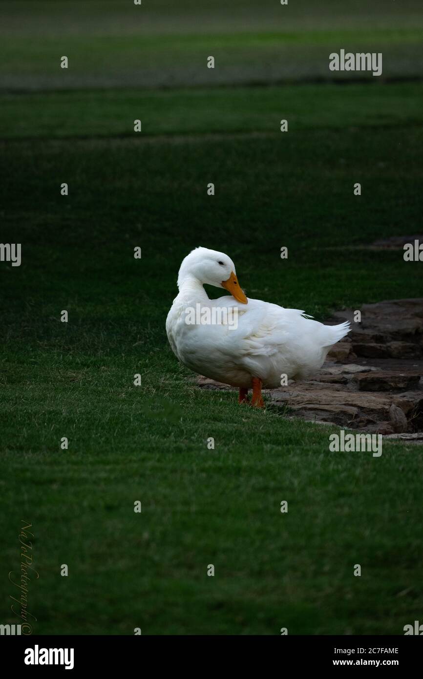 Scenery of a cute white Pekin Duck hanging out in the middle of the ...