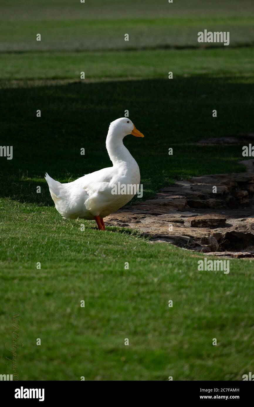 Scenery of a cute white Pekin Duck hanging out in the middle of the ...