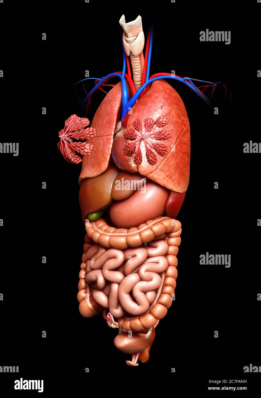 3d rendered medically accurate illustration of Internal organs Stock ...