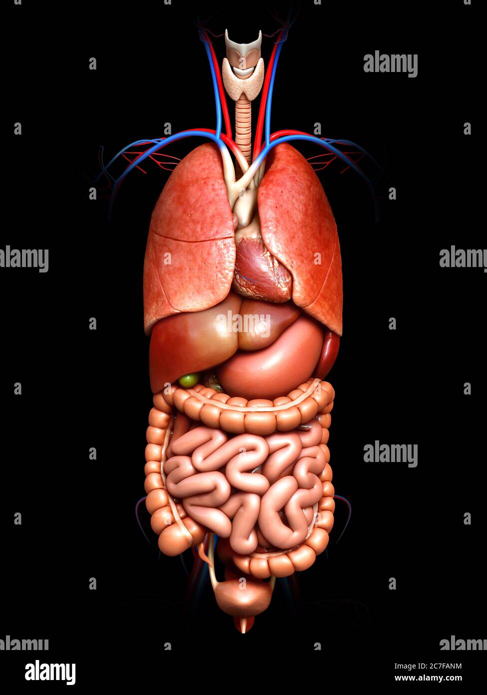 3d rendered medically accurate illustration of Internal organs Stock ...