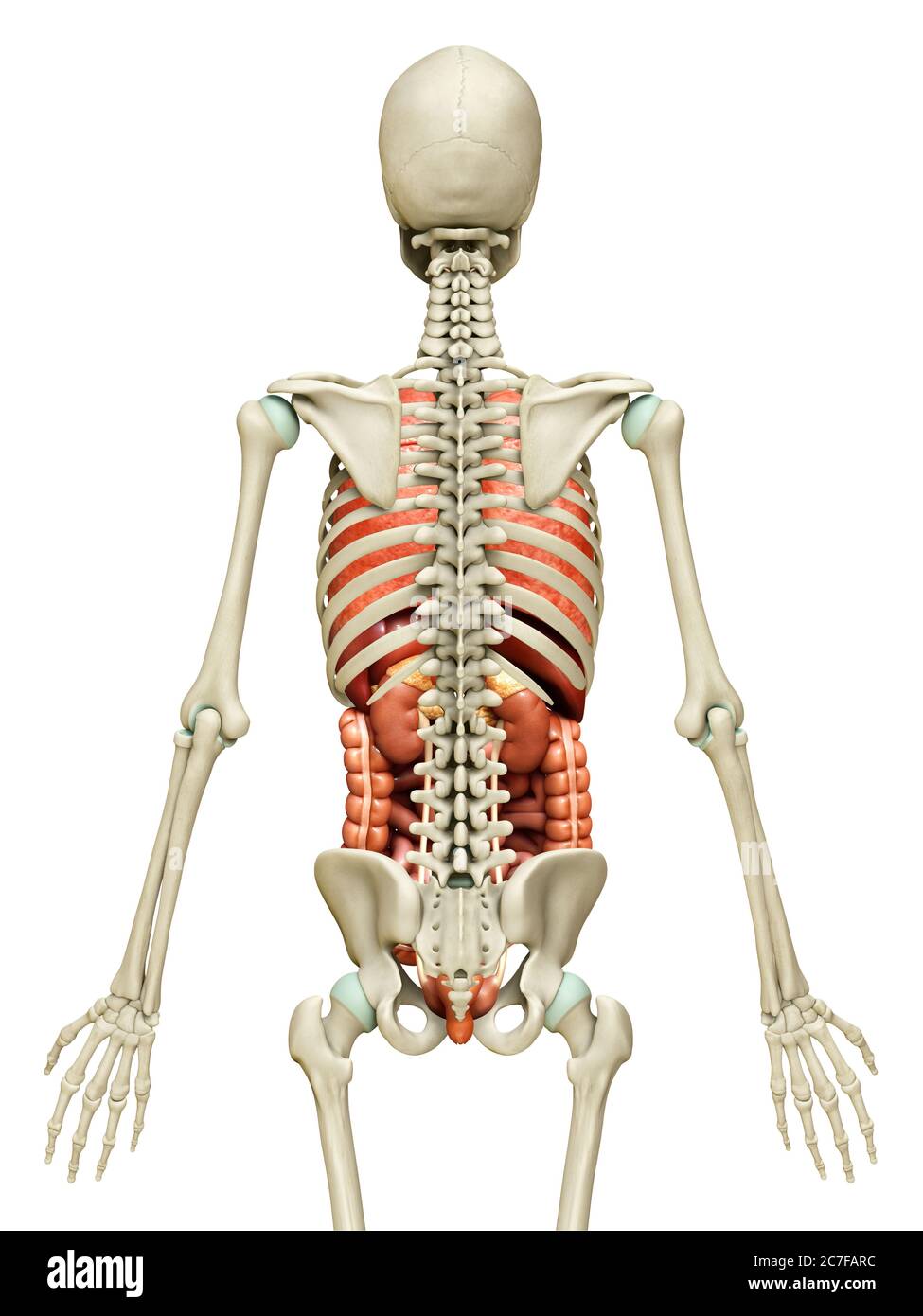 3d rendered medically accurate illustration of Internal organs and ...