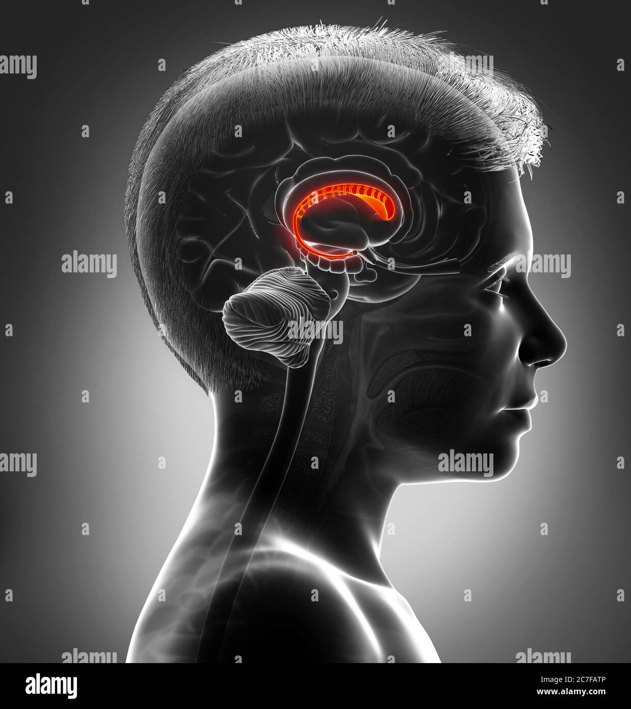 3d rendered medically accurate illustration of a young boy brains ...