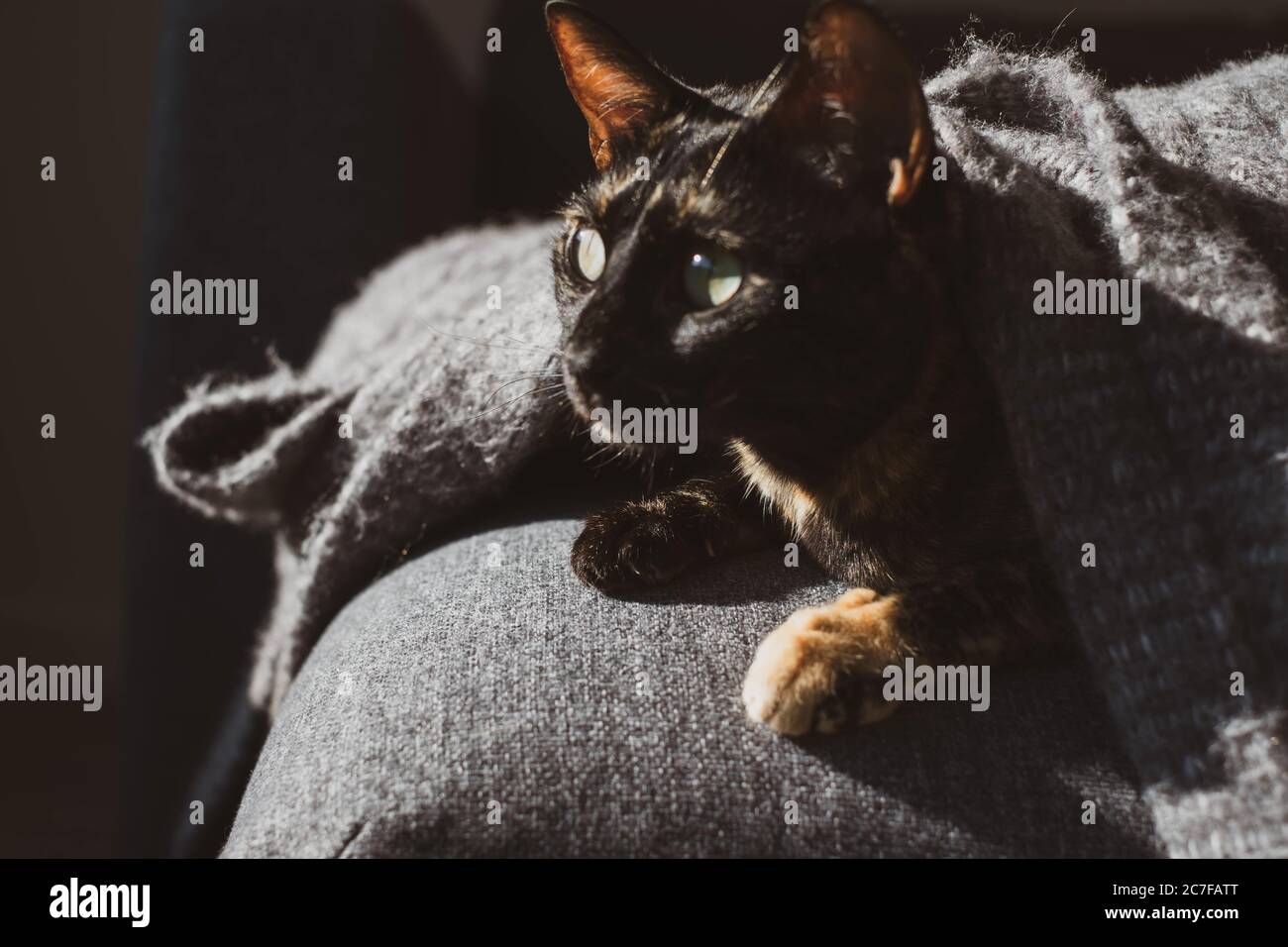 Domestic cat with a scared face laying under a cozy blanket Stock Photo ...
