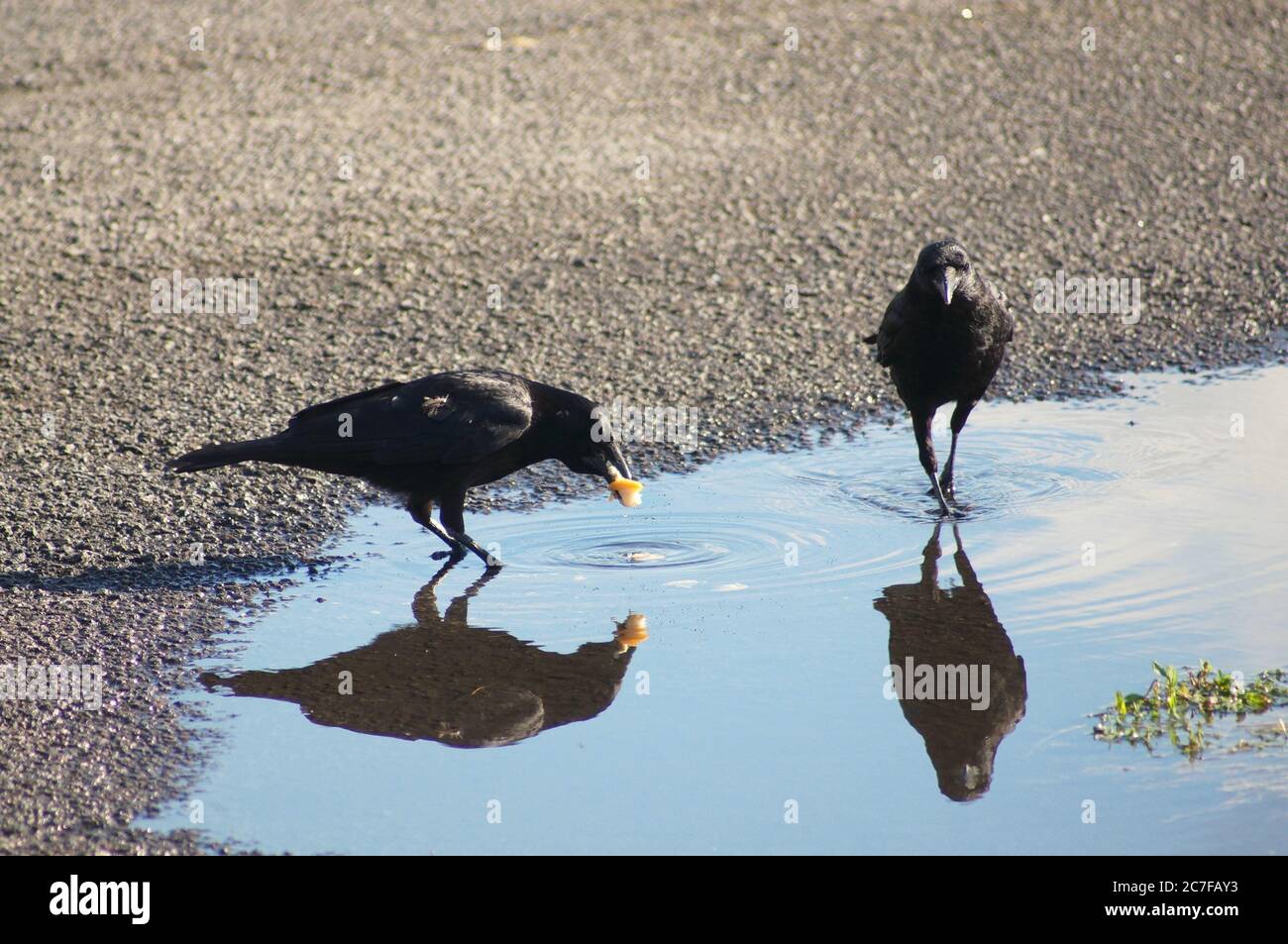 Puddle of birds hi-res stock photography and images - Alamy