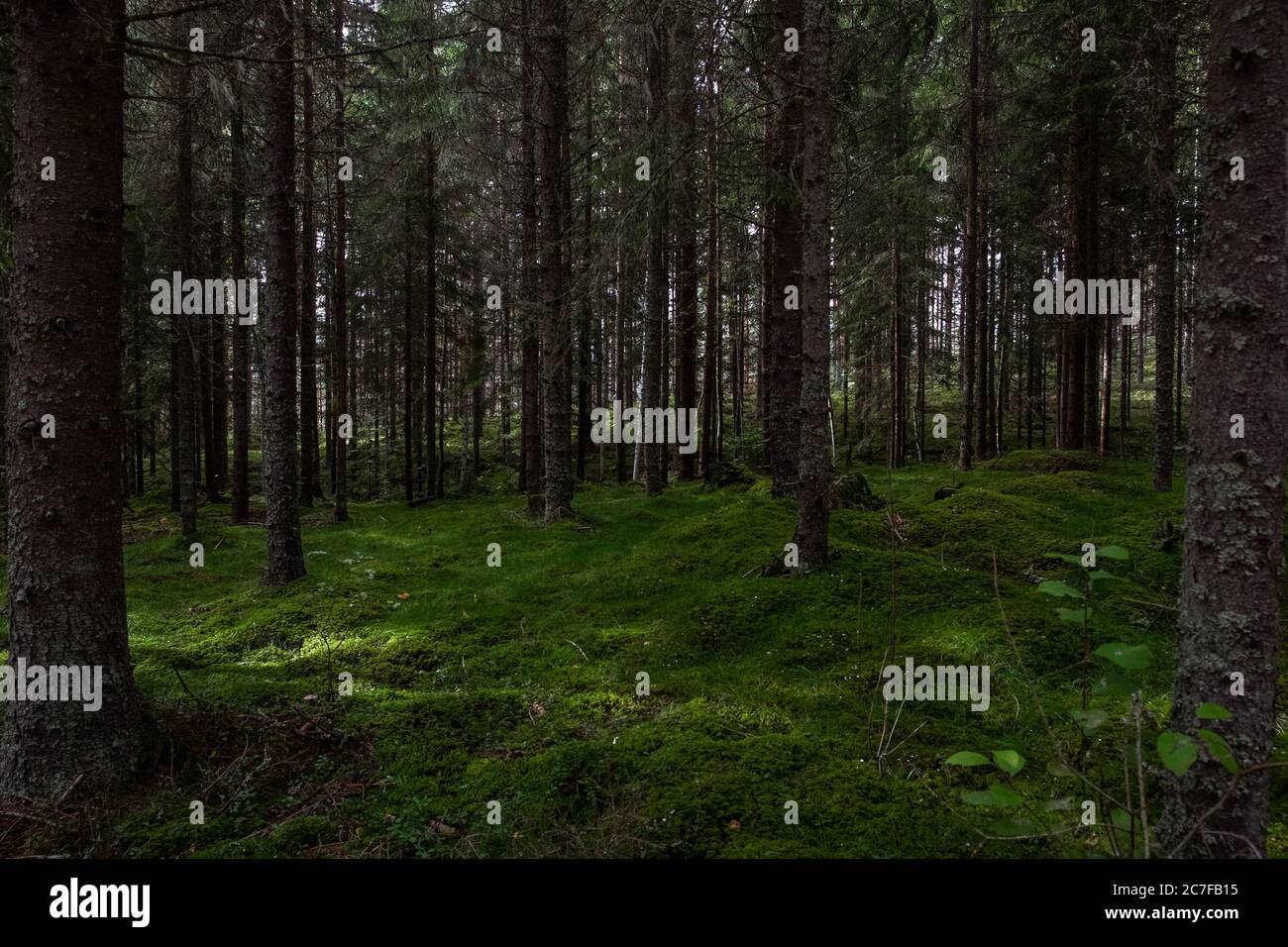 Scenery of a forest full of high rise trees touching the sky Stock ...