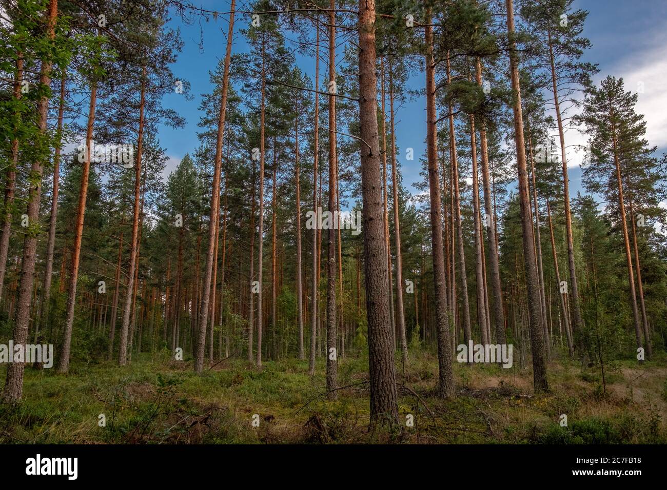 Scenery of a forest full of high rise trees touching the sky Stock ...