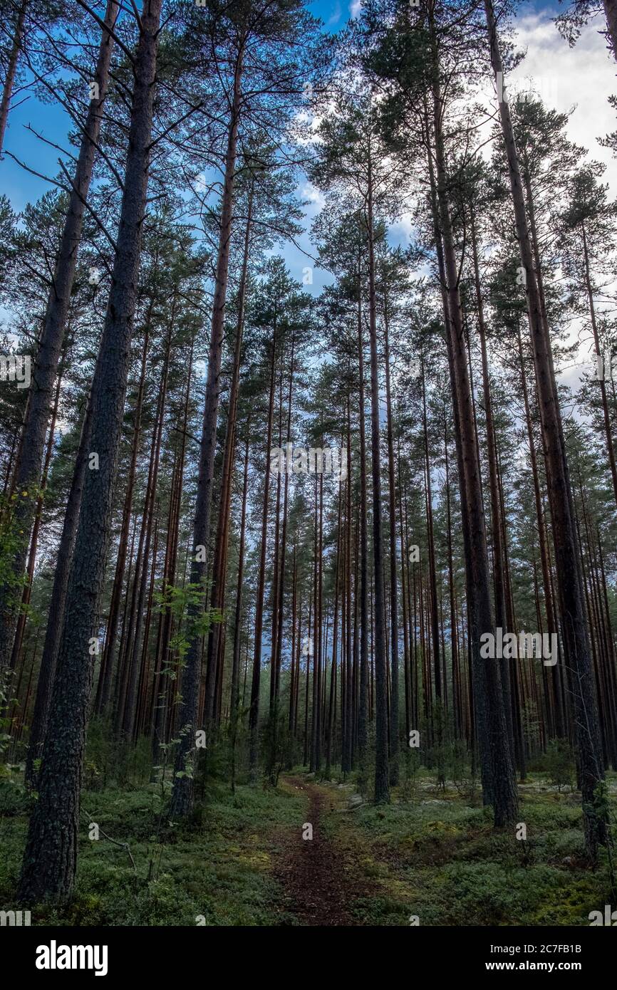 Scenery of a forest full of high rise trees touching the sky Stock ...