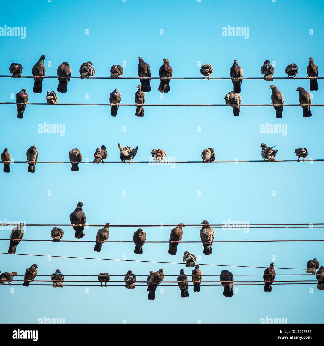 Pigeons on electrical wires hi-res stock photography and images - Alamy