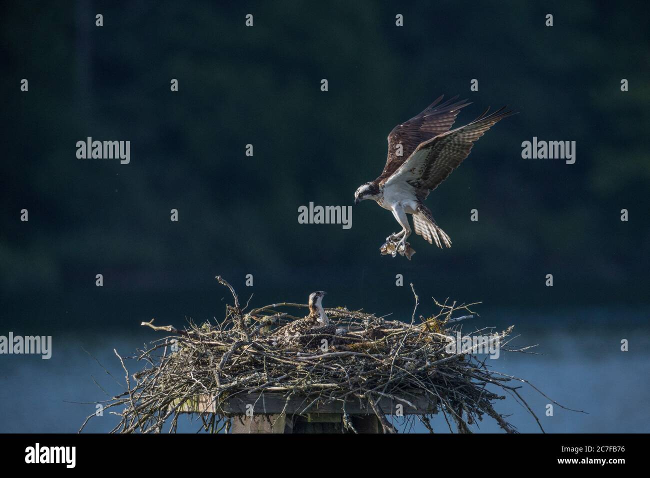 Juvenile osprey flying hi-res stock photography and images - Alamy