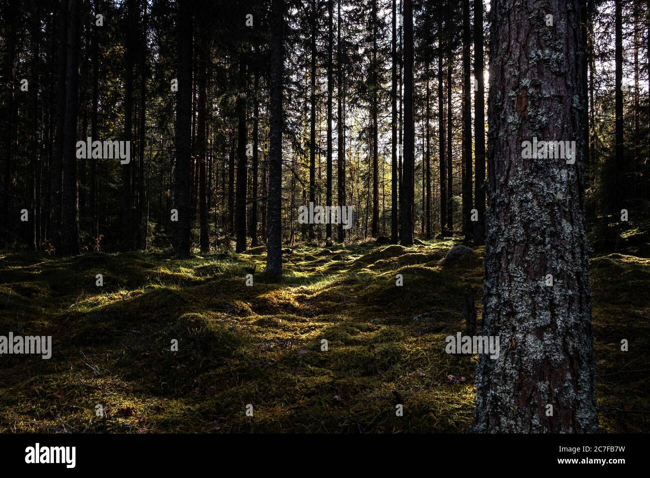 Scenery of a forest full of high rise trees touching the sky Stock ...