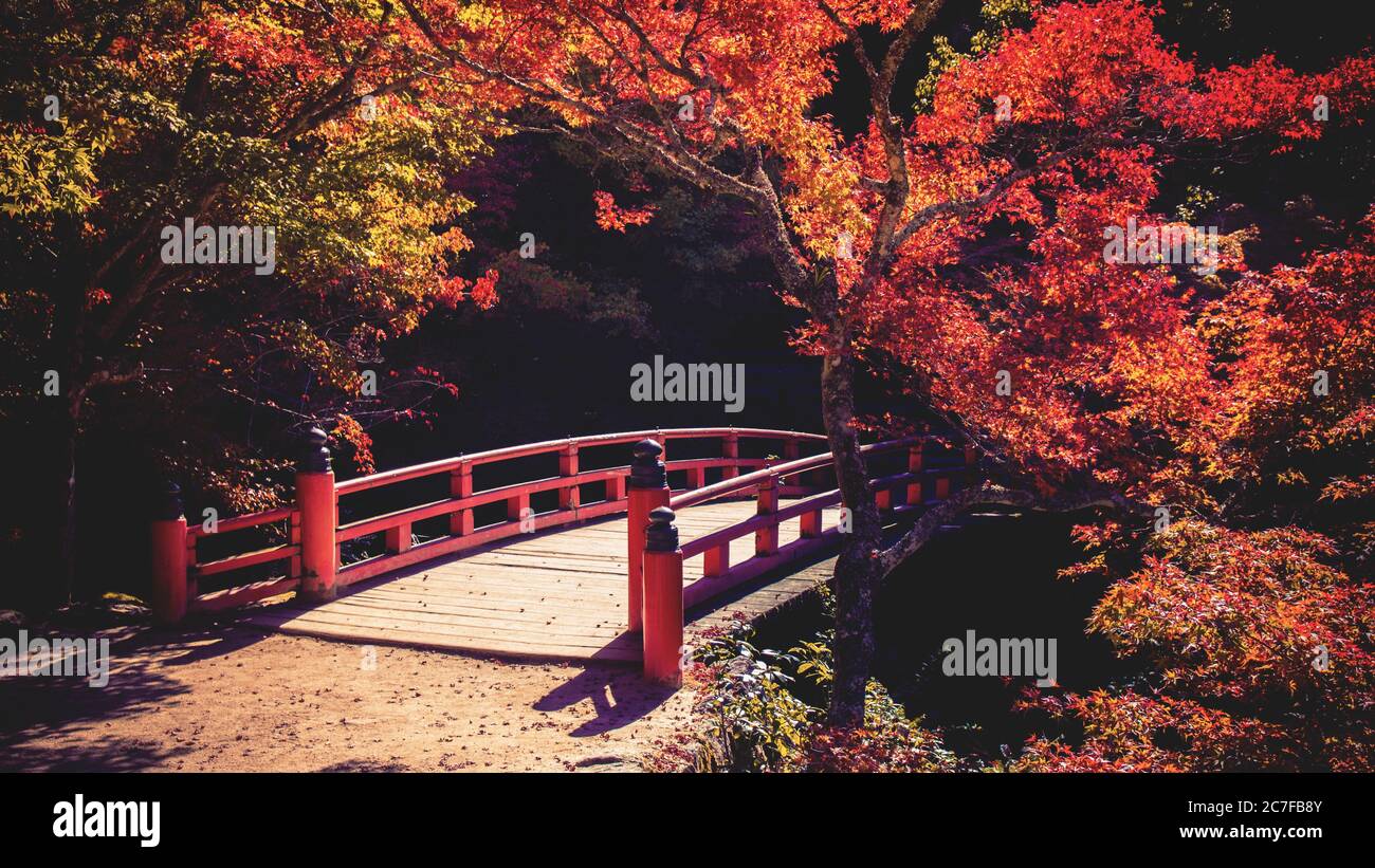 Traditional Japanese bridge in a park full of colorful autumn leaves in ...
