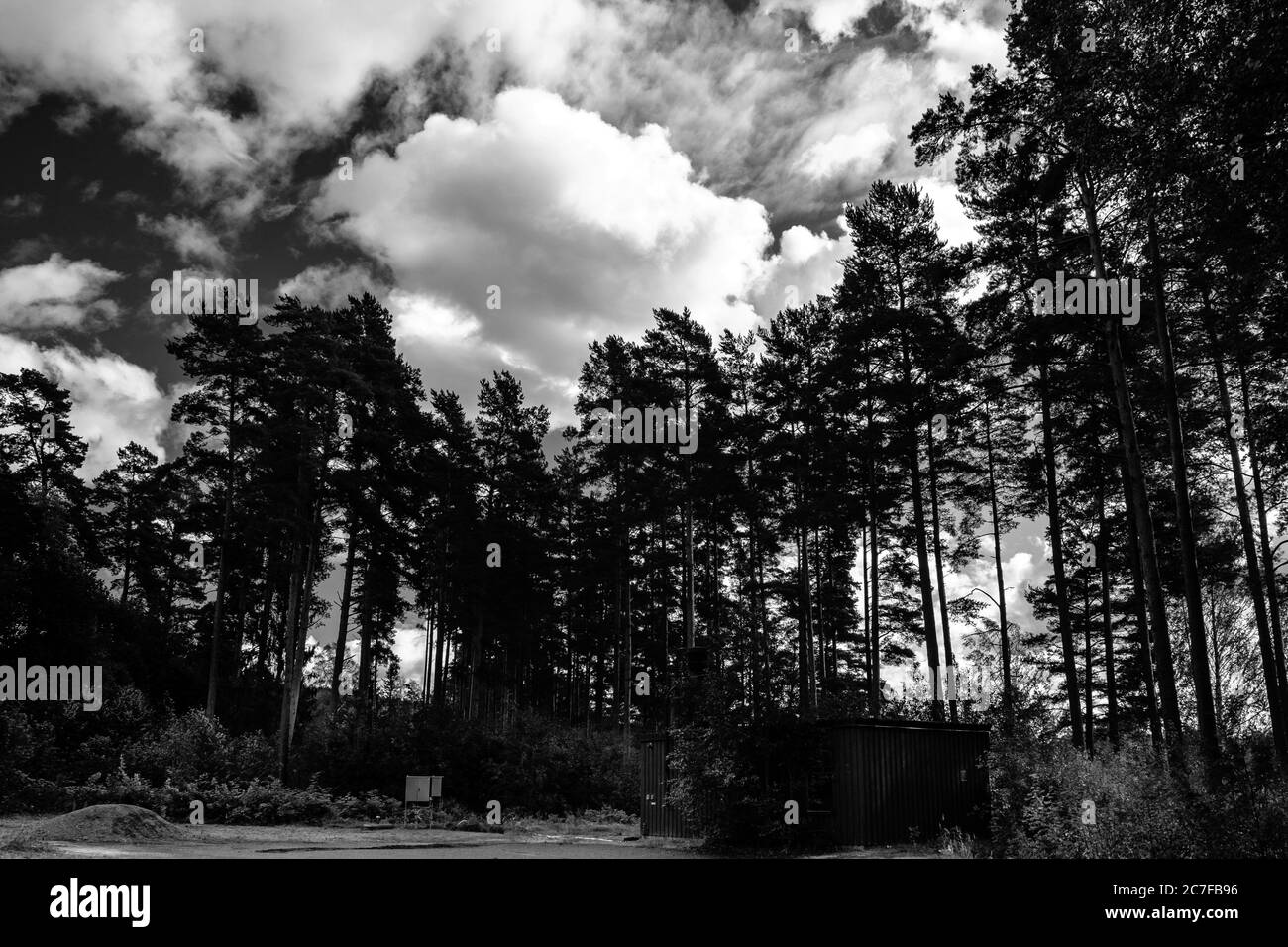 Greyscale shot of a forest full of high rise trees touching the sky ...