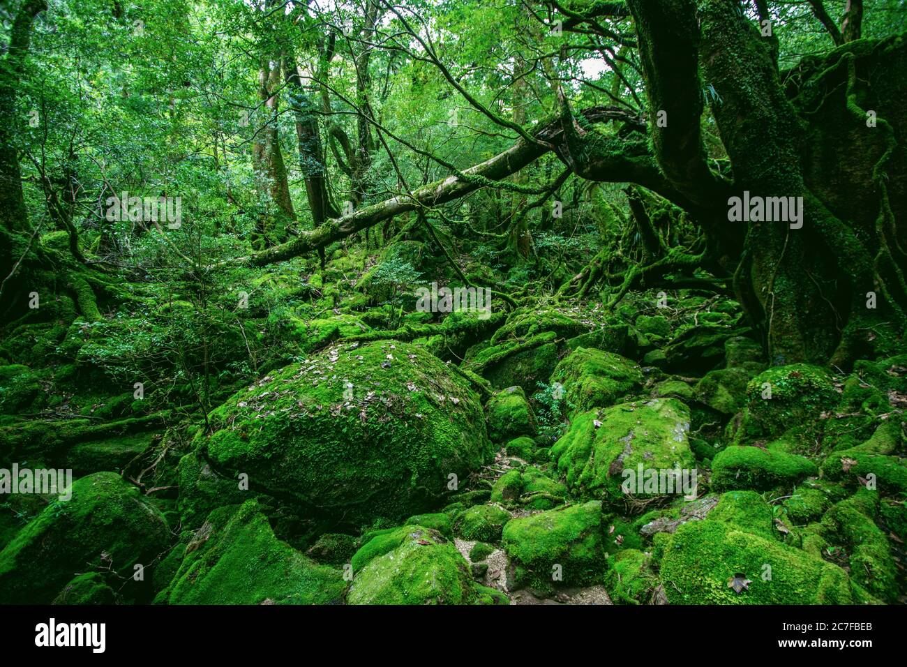 Mesmerizing green forest full of different kinds of unique plants in ...
