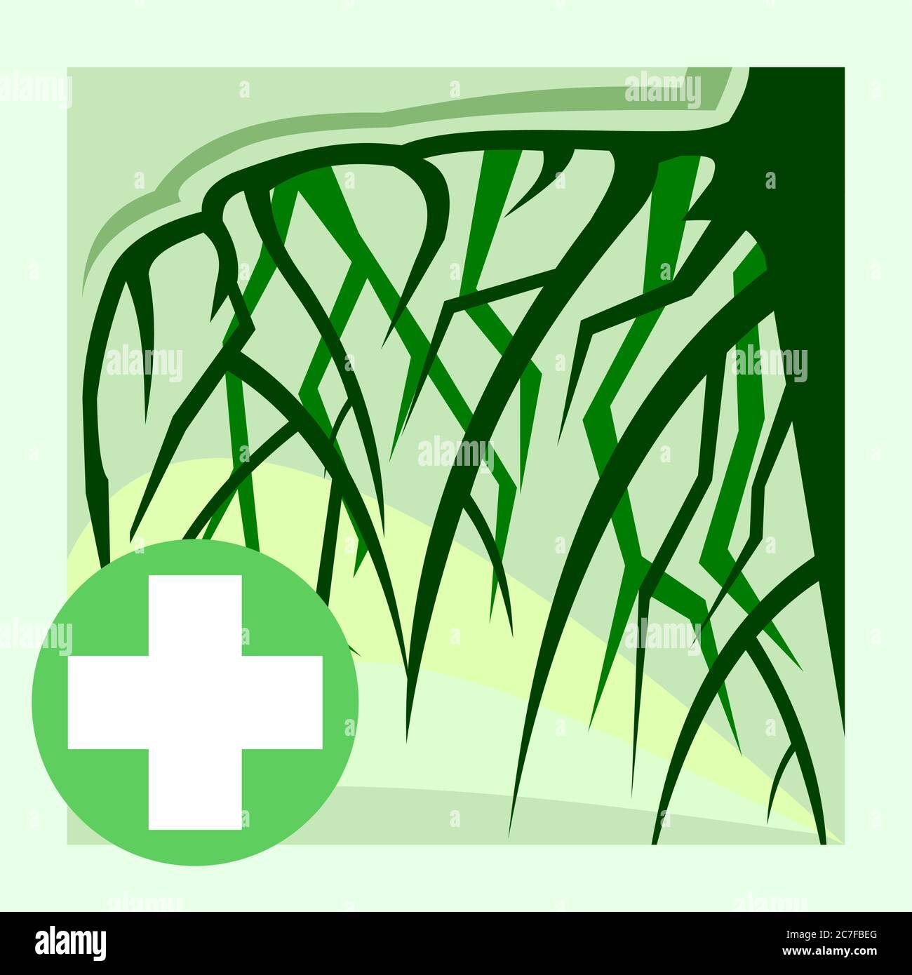 Medicinal roots. Vector. Natural traditional medicine. Banner, graphic ...