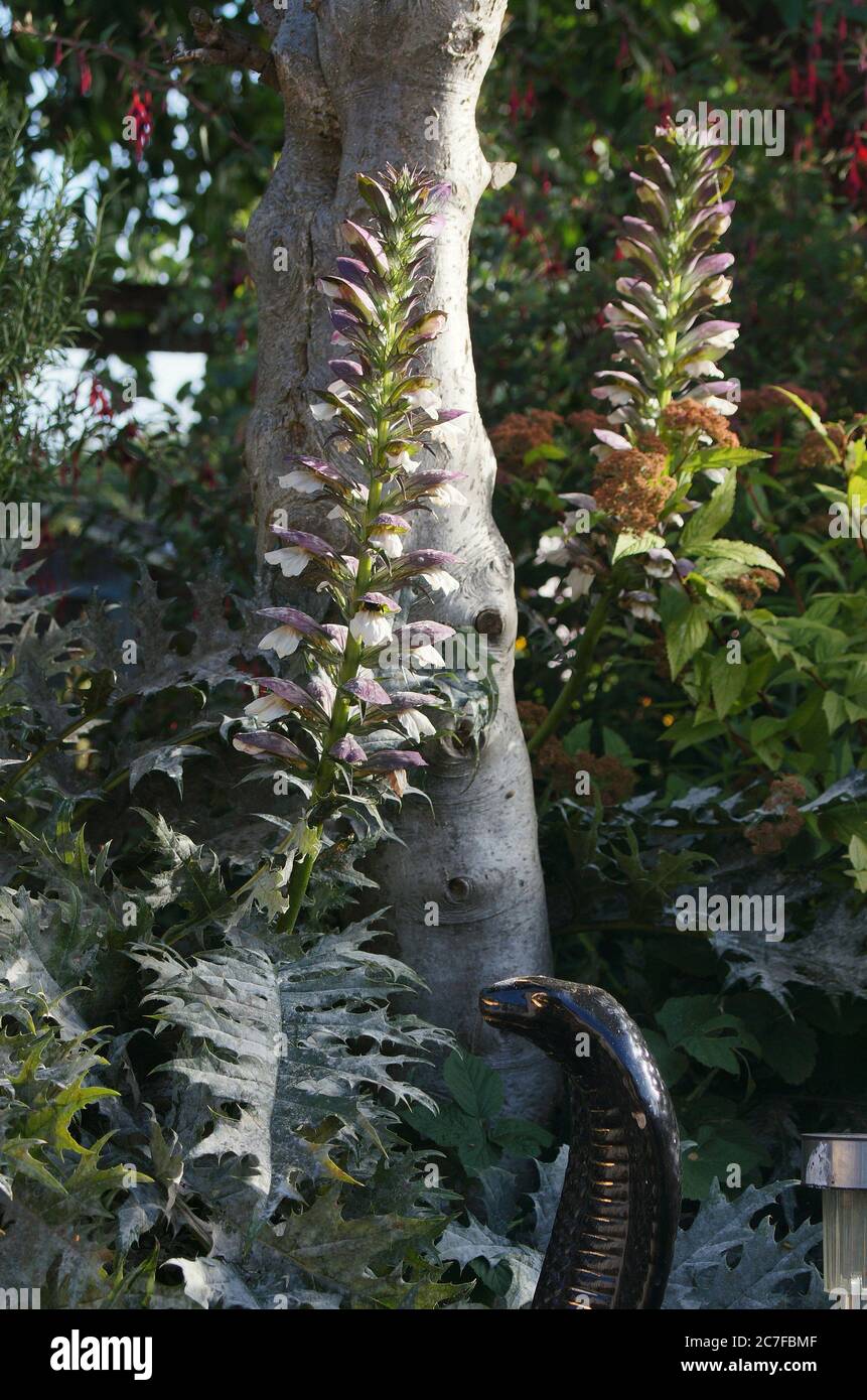 Acanthus flowers growing under tree in a garden Stock Photo - Alamy