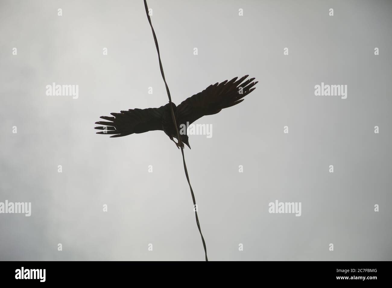 Wire art bird hi-res stock photography and images - Alamy