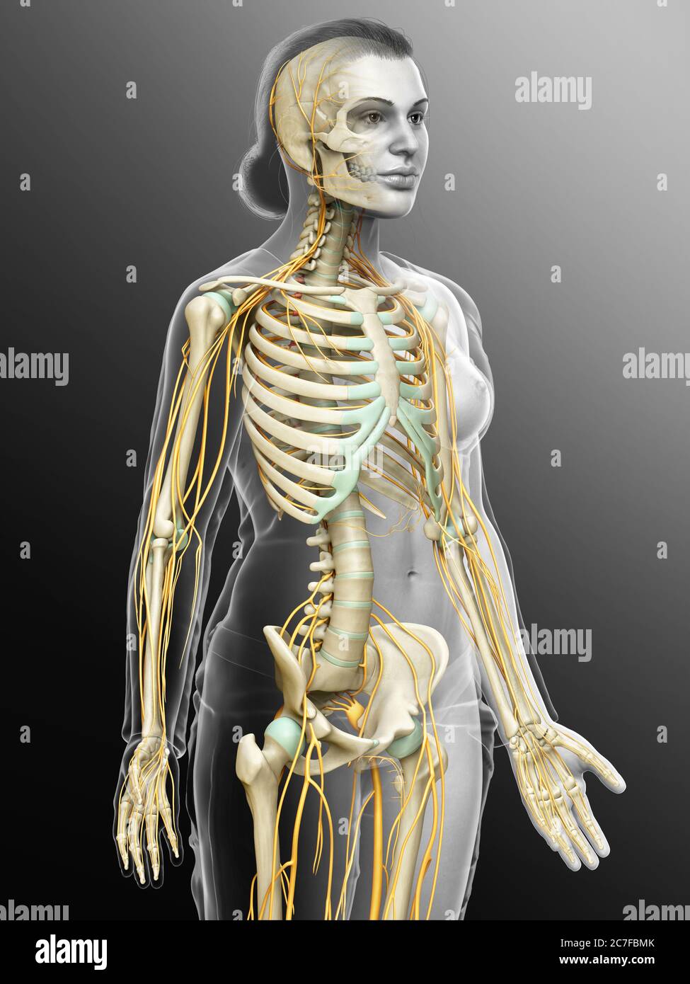 3d rendered medically accurate illustration ofa female nervous system ...