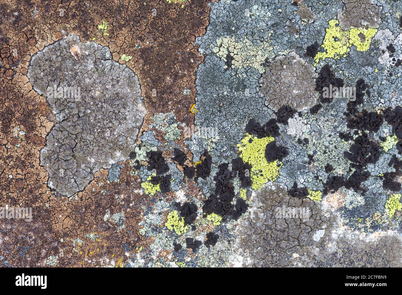 Lichen patterns in Mala Fatra national park, Slovakia Stock Photo - Alamy