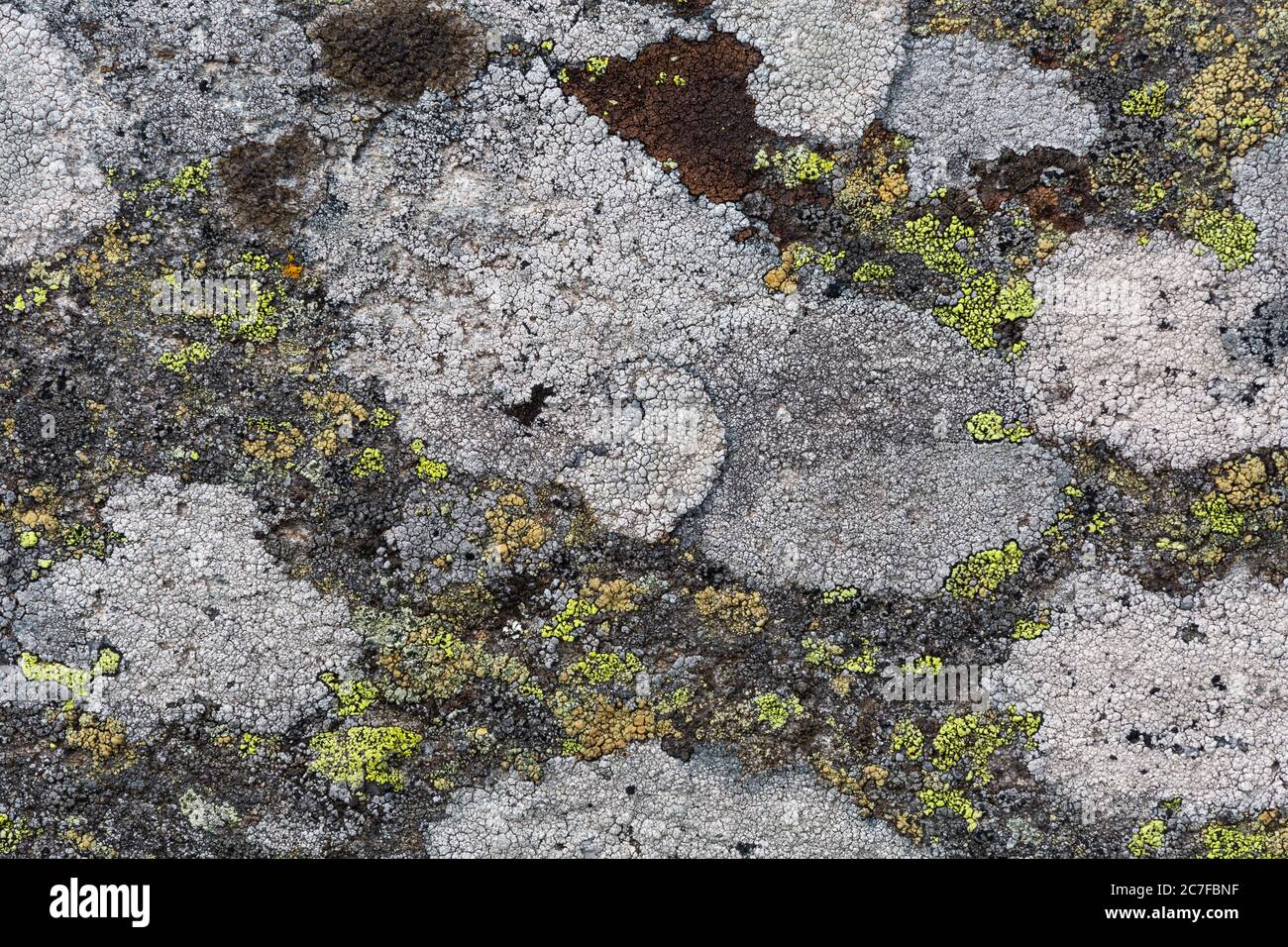 Lichen patterns in Mala Fatra national park, Slovakia Stock Photo - Alamy