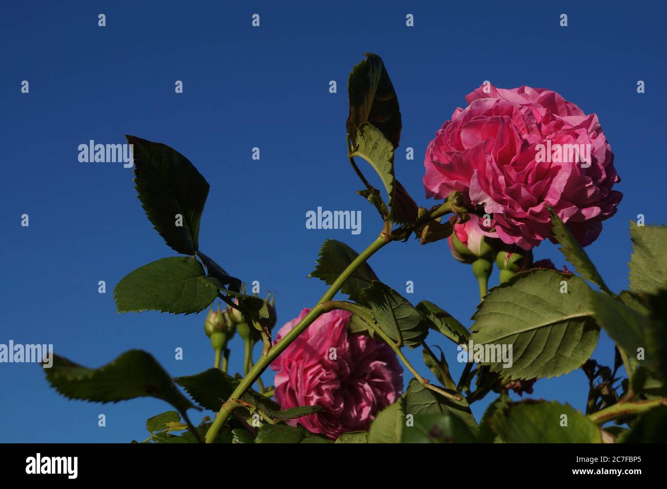 Magenta color roses hi-res stock photography and images - Alamy