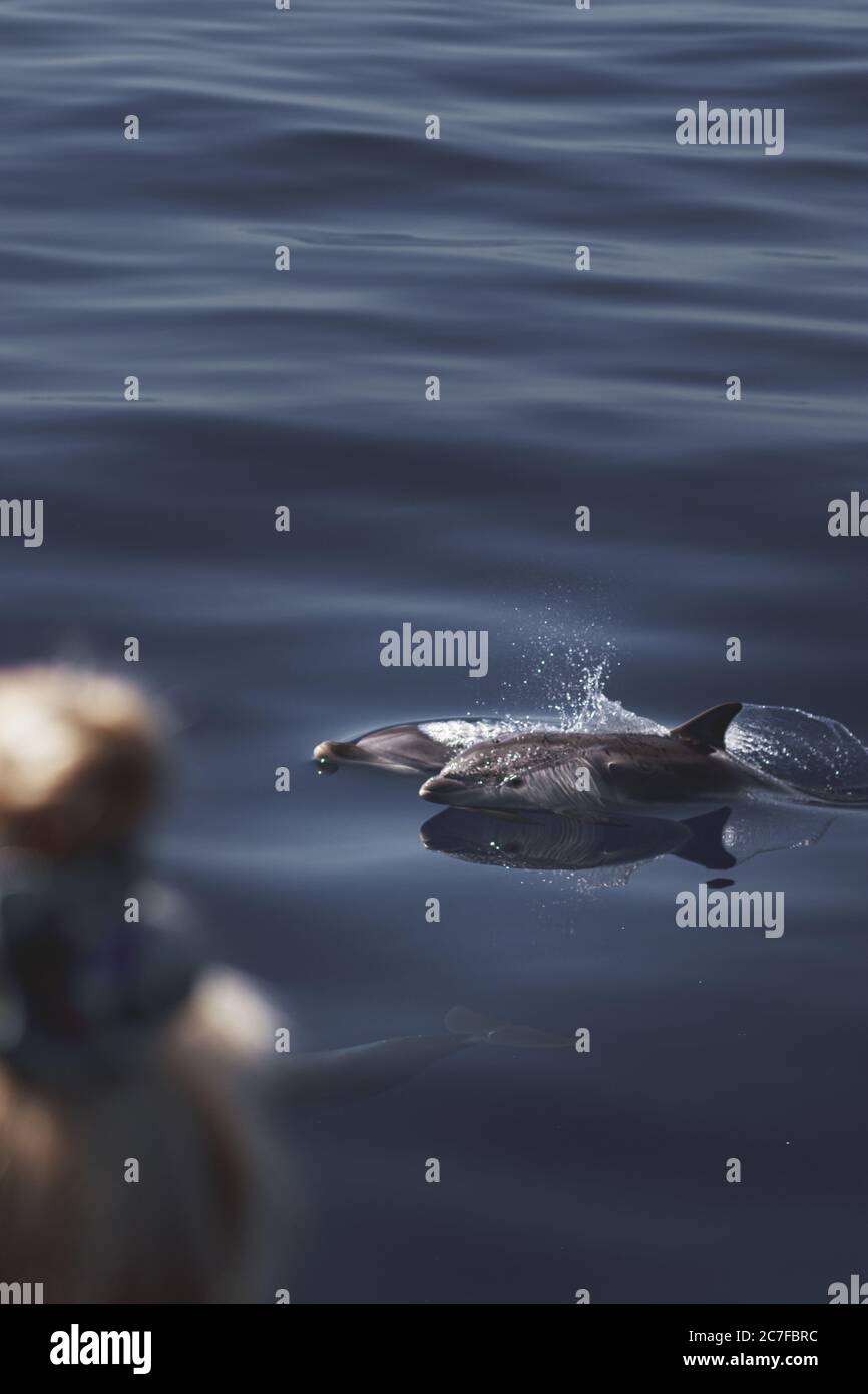 Dolphins aquarium vertical hi-res stock photography and images - Alamy