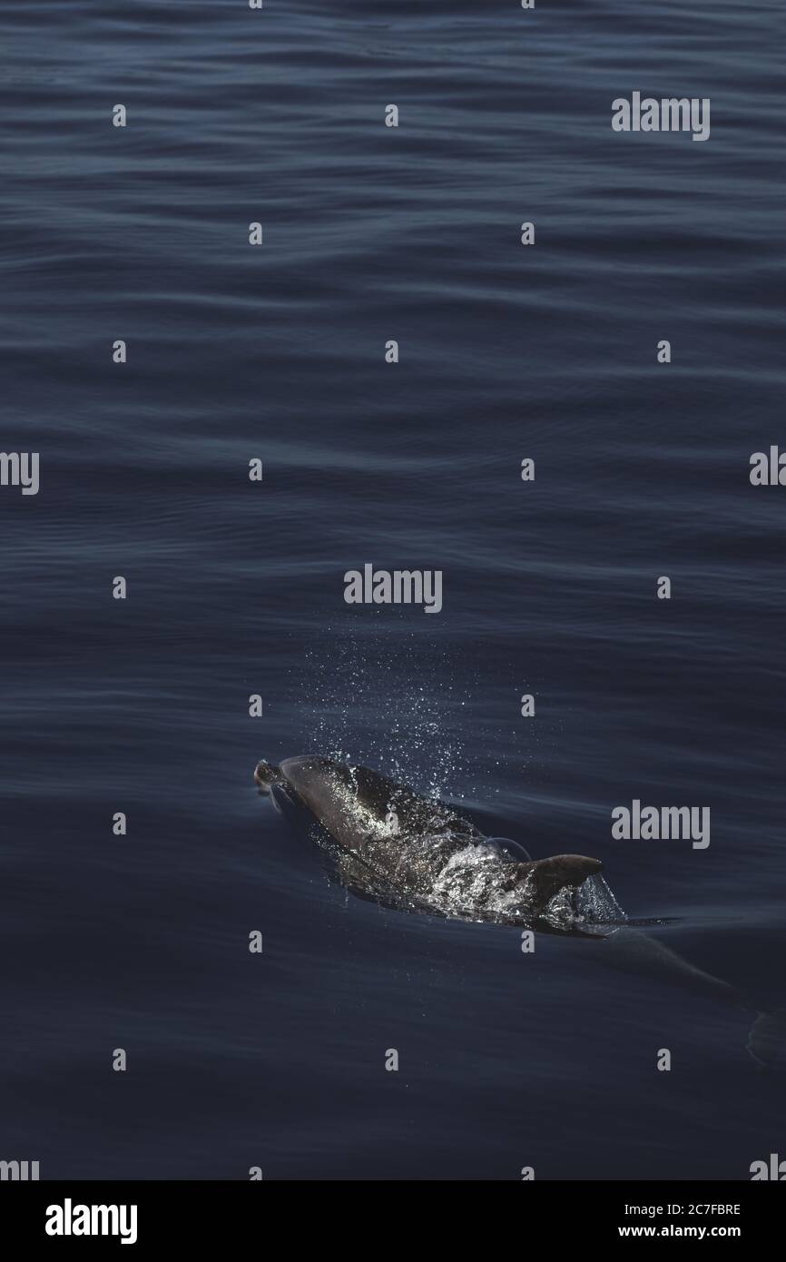 Dolphins aquarium vertical hi-res stock photography and images - Alamy